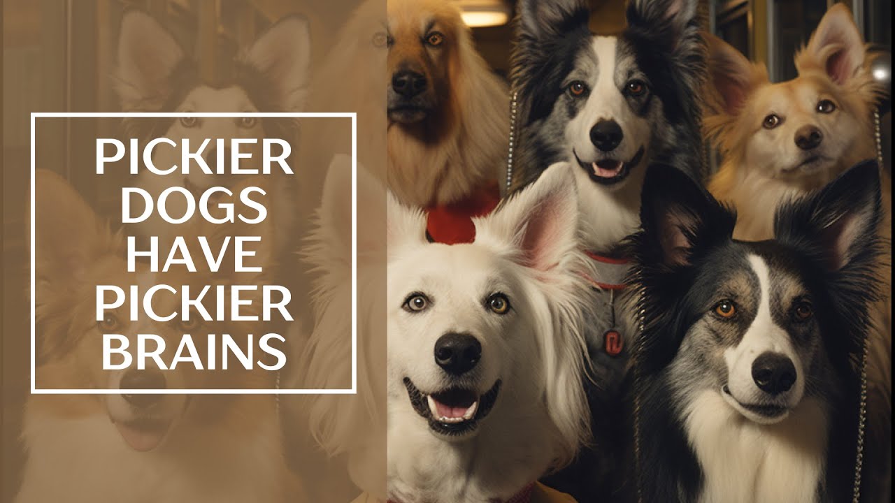 Pickier Dogs Have Pickier Brains - YouTube