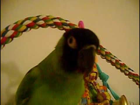 Lucky the nanday conure talking - YouTube
