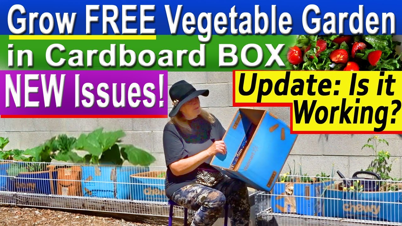 EASY Cardboard Box Garden FREE Vegetable Container Gardening Growing ...