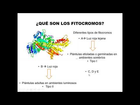 FITOCROMO - YouTube