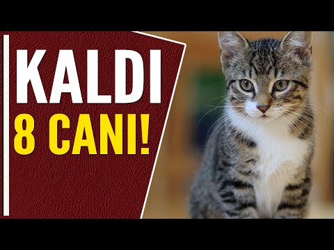 KEDİ 4. KATTAN ATLADI!