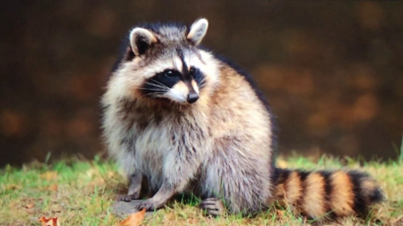 What do you think of this animal ? #32 - YouTube