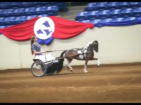 AMHR Nationals Class 296 - YouTube