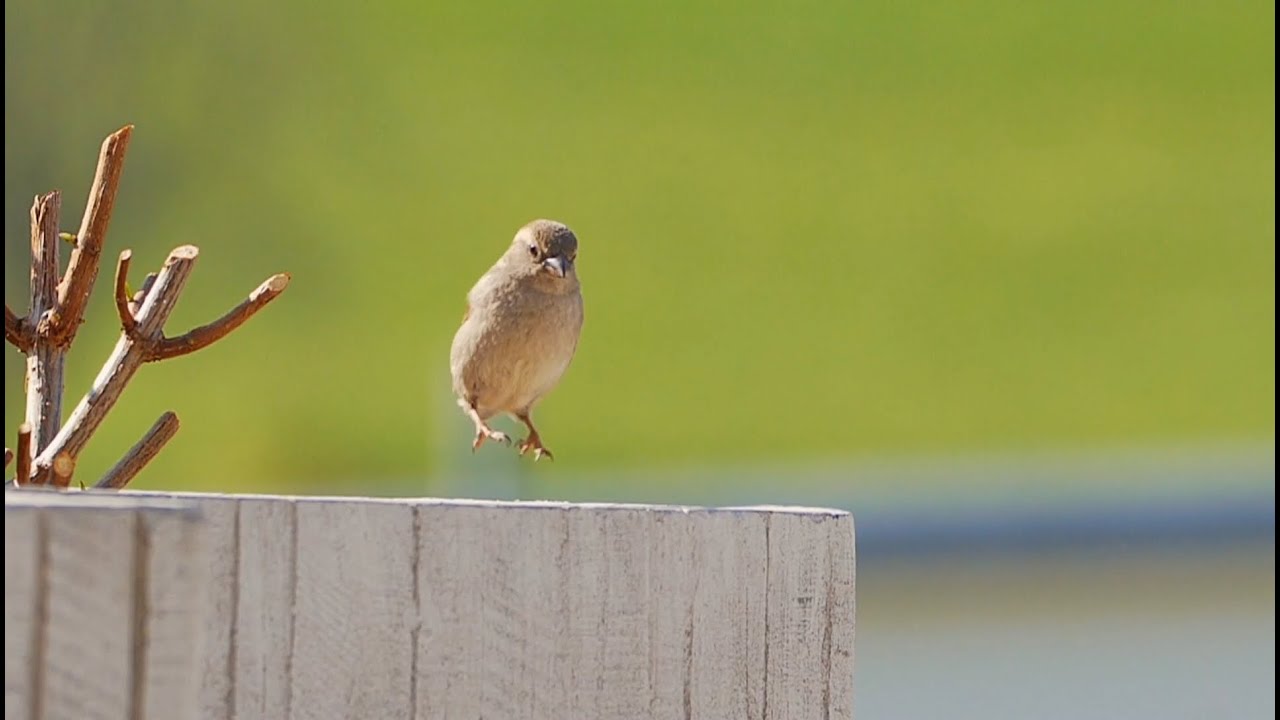 little Sparrow hop dance - YouTube