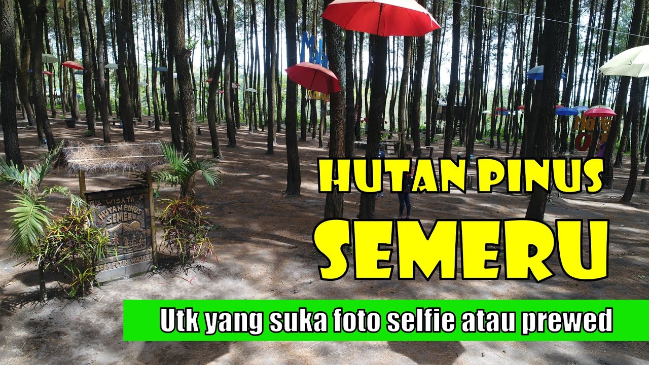 Hutan Pinus Semeru – Malang; Wisata Alam dikemas Kekinian - YouTube