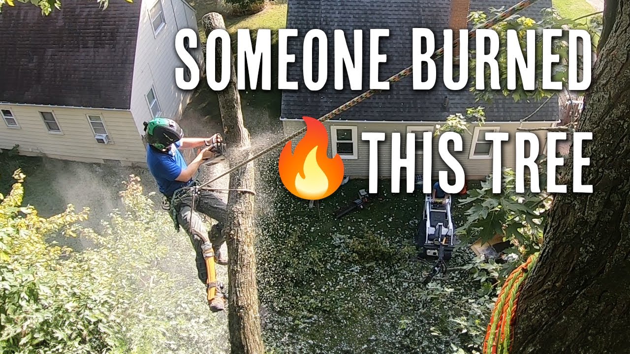 Nasty, Rotten Maple Tree Removal - YouTube