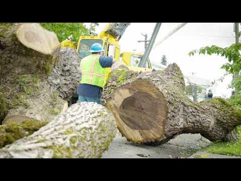 4th & Monmouth St Tree Removal - YouTube