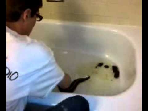 Part 2: How to bathe a constipated Ball Python - YouTube