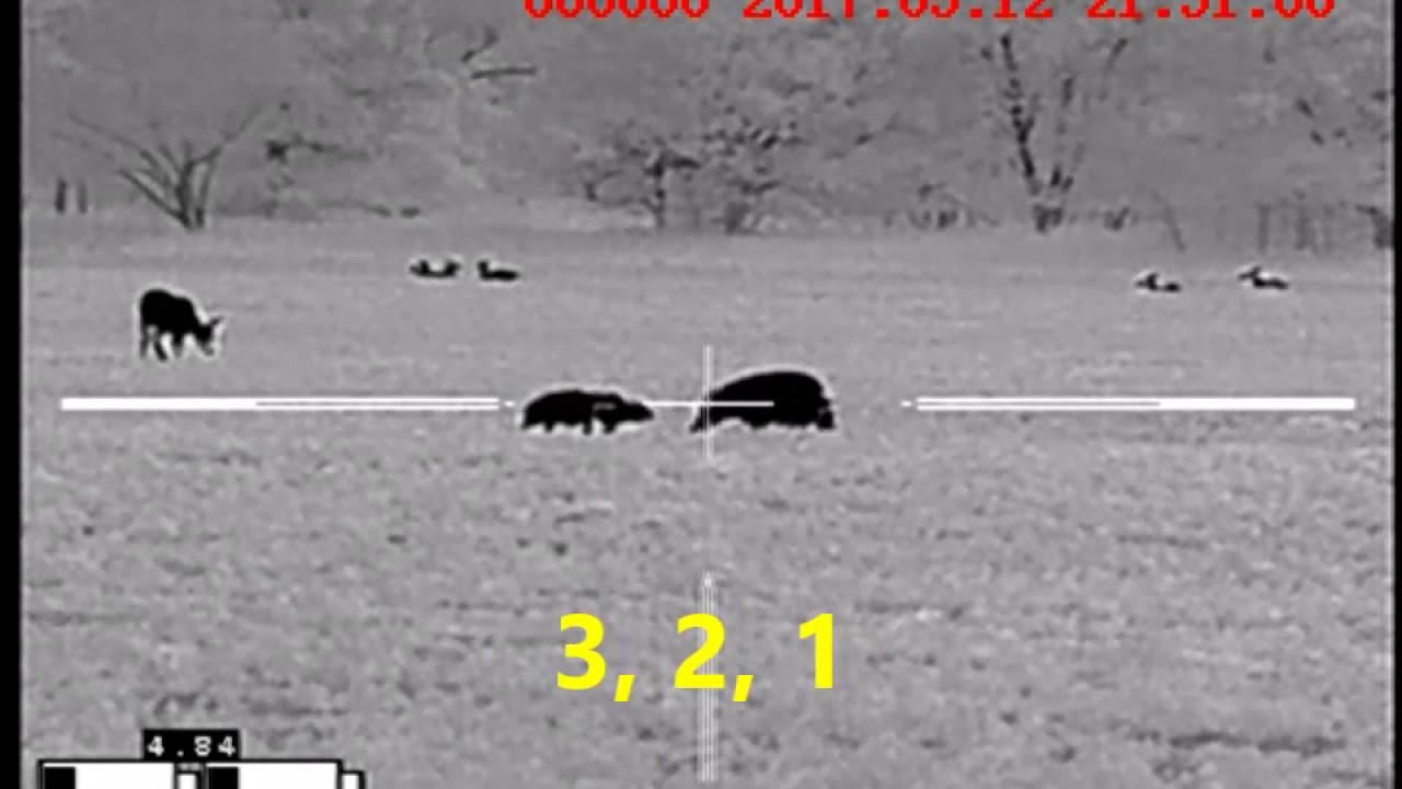 Thermal Hog Hunt 7 hogs down with LSB South crew! - YouTube