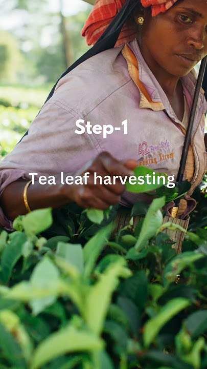 Tea process step by step..step-1 tea leaf harvesting.. #tea #organic # ...