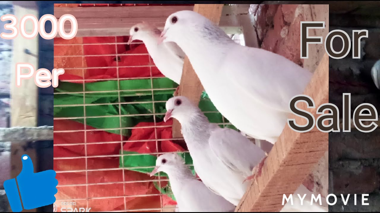 Call 9953567404 Anup Bhalla Call Only Interested Person - YouTube