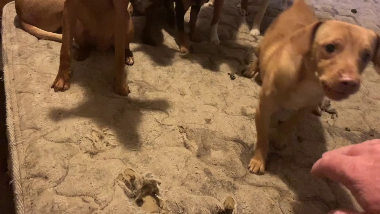 CCSPCA Assists Sanger Police Department with Rescue of 57 Dogs - YouTube