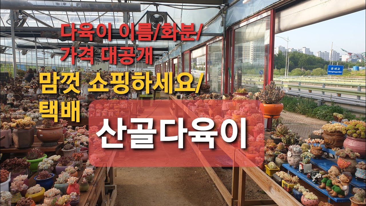 다육이이름화분가격 대공개산골다육이택배 다육이가격 다육이쇼핑 산골다육이 다육이화분 택배다육 다육이종류 창다육
