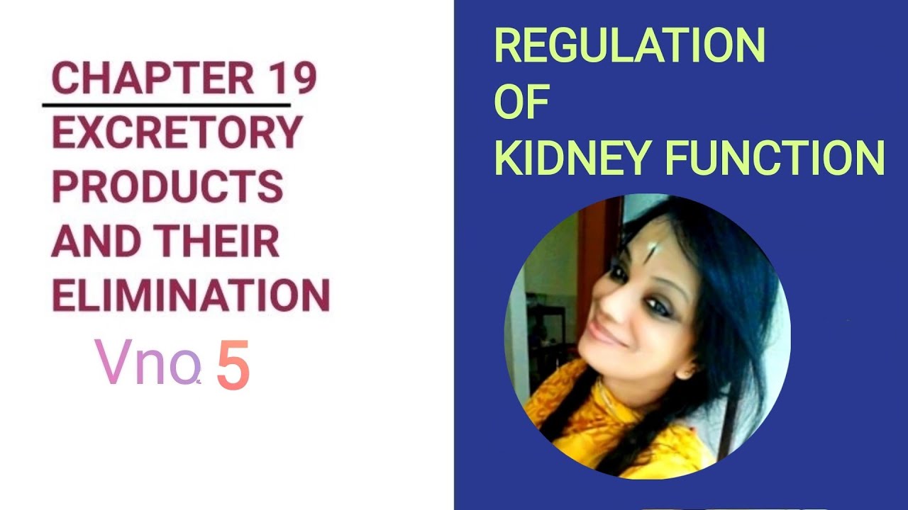 REGULATION OF KIDNEY FUNCTION - YouTube