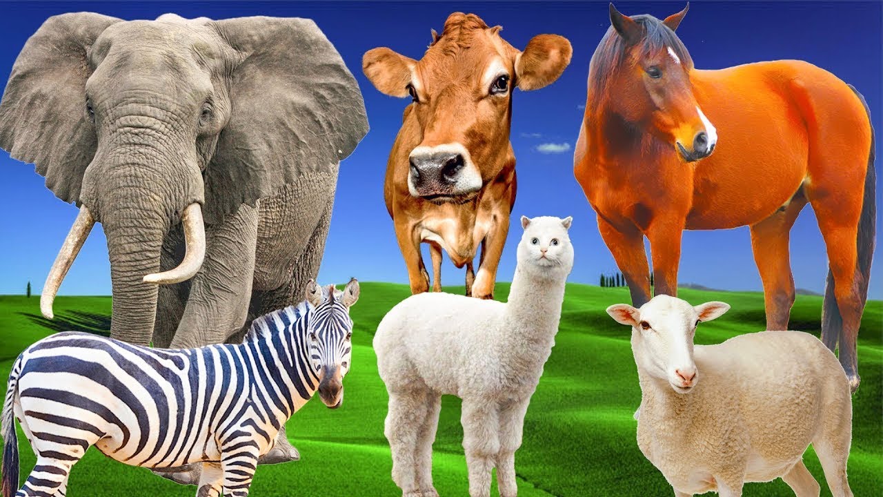 Keren Menemukan Hewan dan Suara Hewan Gajah, Sapi, Kuda, Zebra, Domba ...