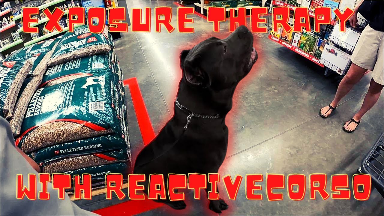 Shopping At Tractor Supply With Huge Reactive Puppy | Exposure Therapy ...