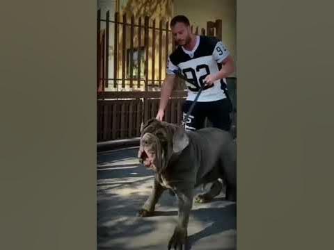 كلب الماستيف النابوليتان والذى يطلق عليه اسد الكلاب/Mastiff Dog Breeds ...