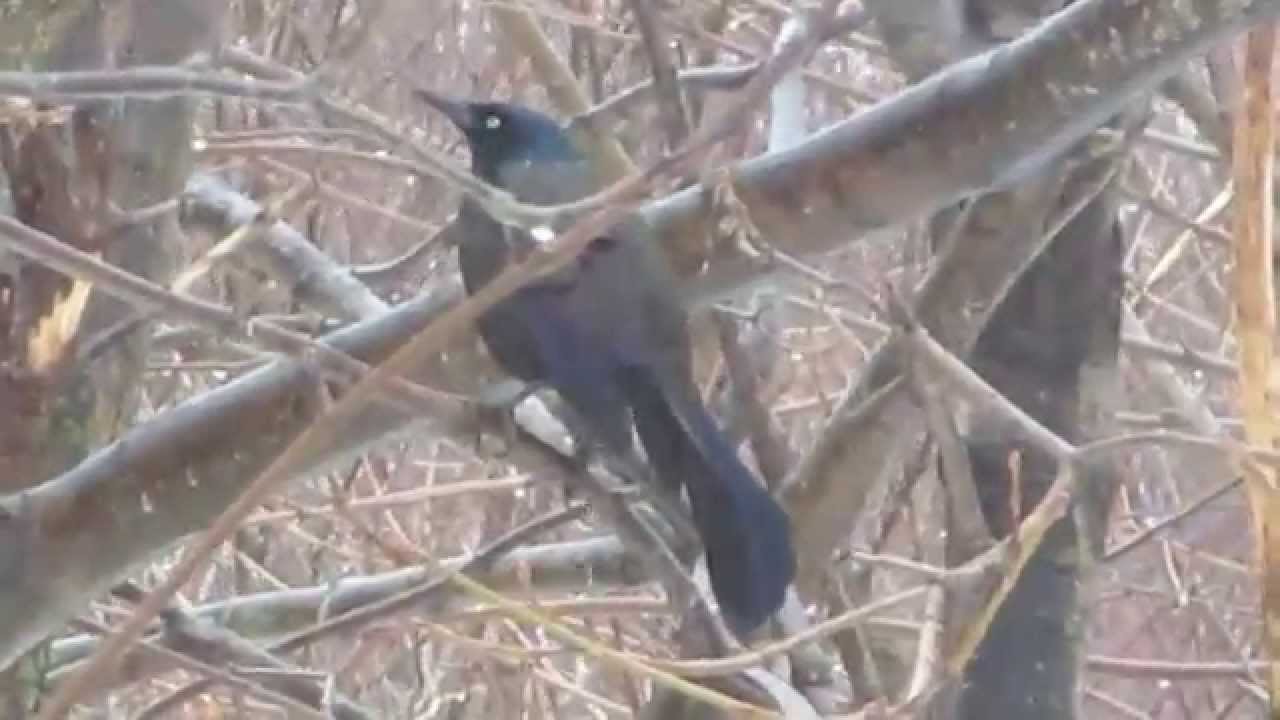 Male common grackle mating ritual - YouTube