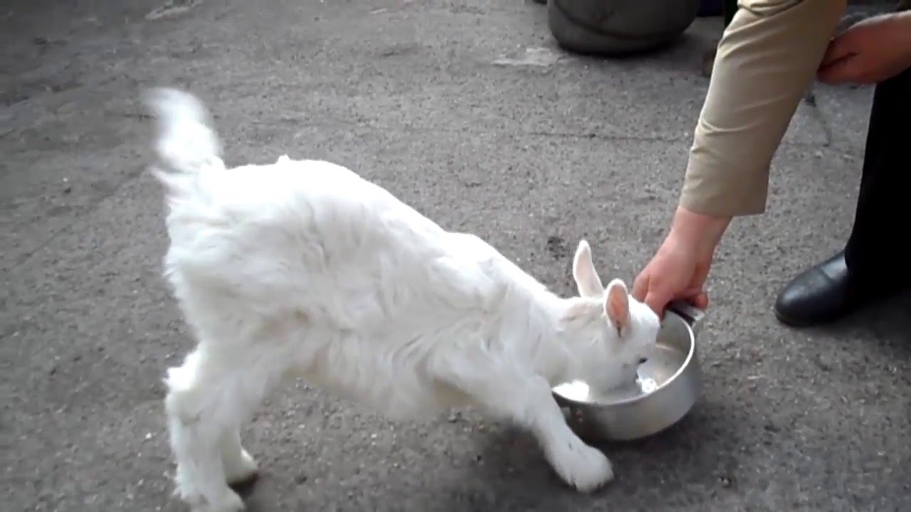 Funny goats - baby goat with a super wiggly tail. Just look how she ...