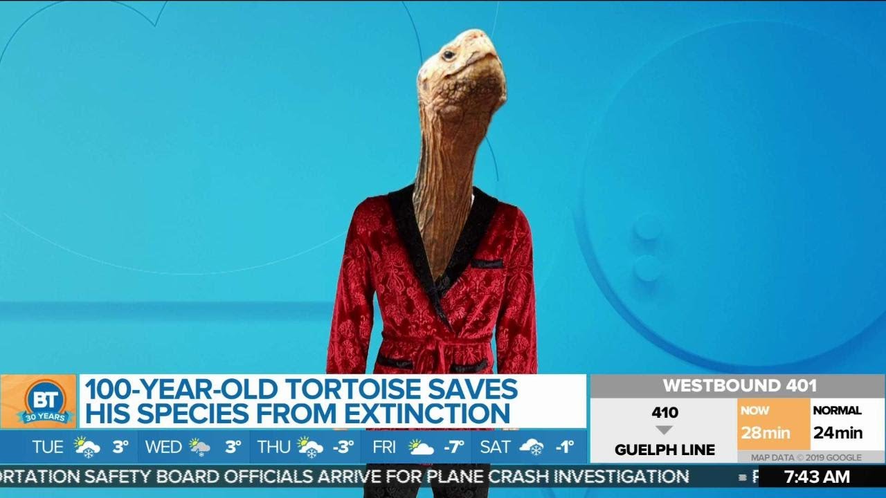 100-Year-Old Tortoise Saves his Species From Extinction! - YouTube