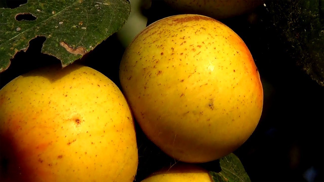 WOW! Most Amazing Fruit in My Village | Farming big Jujube fruit for ...