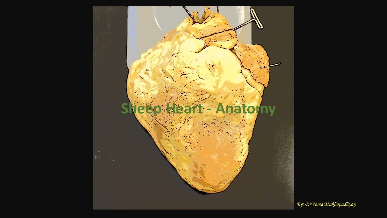 Sheep Heart Anatomy - External and Internal views. Demonstration by ...