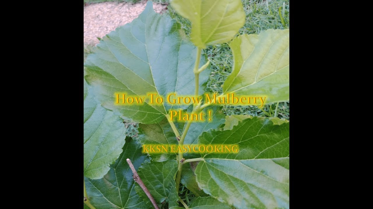 HOW TO GROW MULBERRY PLANT!!! - YouTube