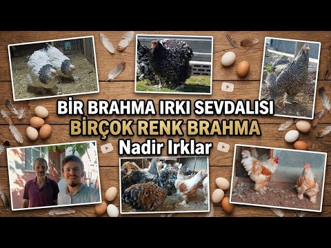 TÜRKİYE'DE NADİR SÜS TAVUĞU IRKLARI VE RENKLERİ!- ÇEŞİT ÇEŞİT BRAHMA!- VELİ KARA'NIN SÜS TAVUKLARI..
