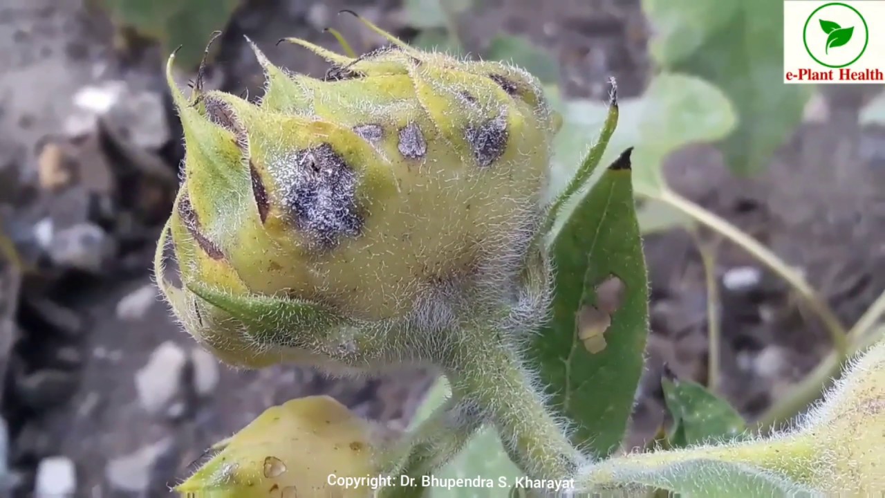 Sunflower Powdery Mildew - YouTube