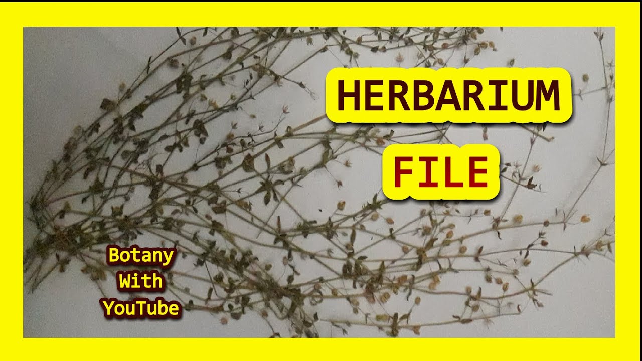 Herbarium File || Harbarium sheets || collection of herbs || practical ...