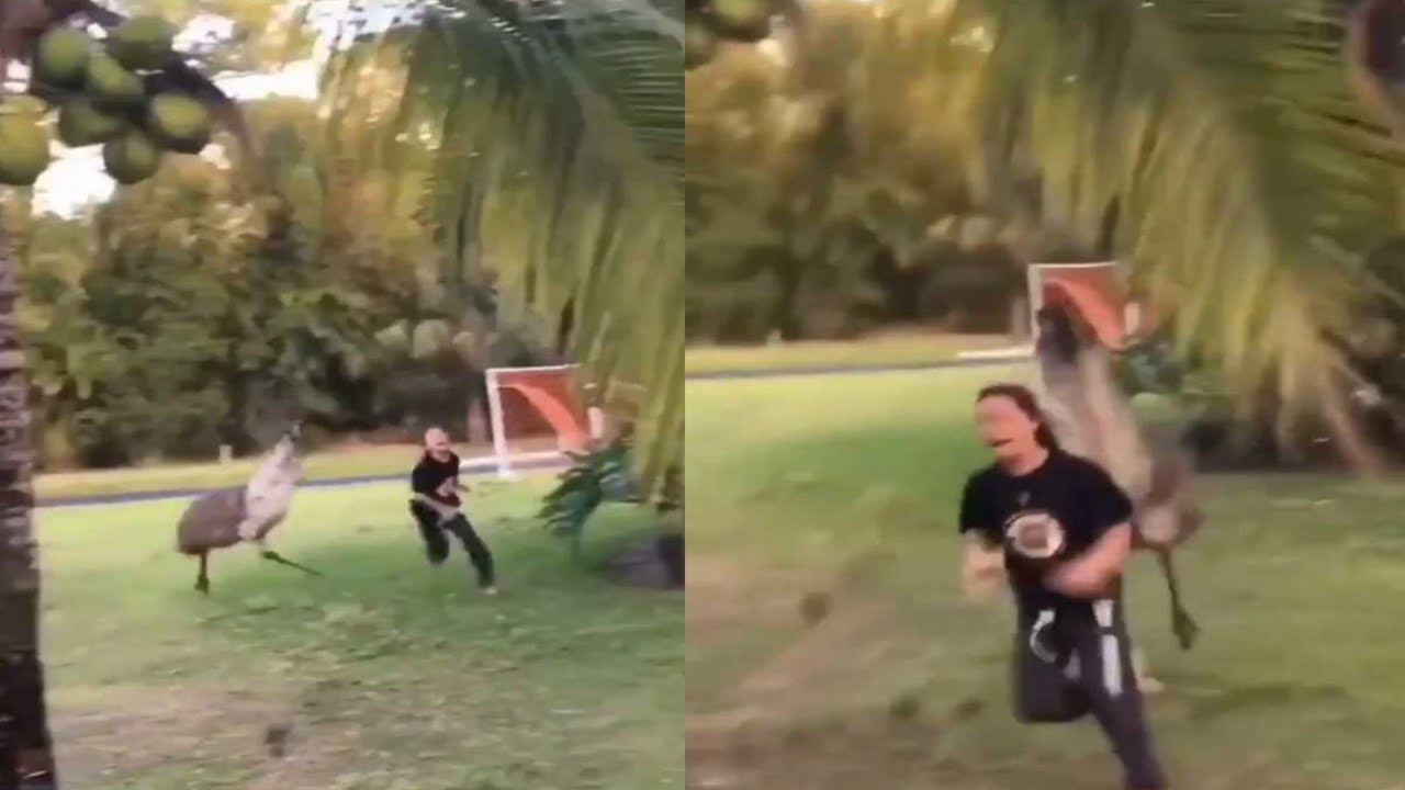 Big Bird Chase The Girl | The Girl Running from The Big Bird | Girl ...