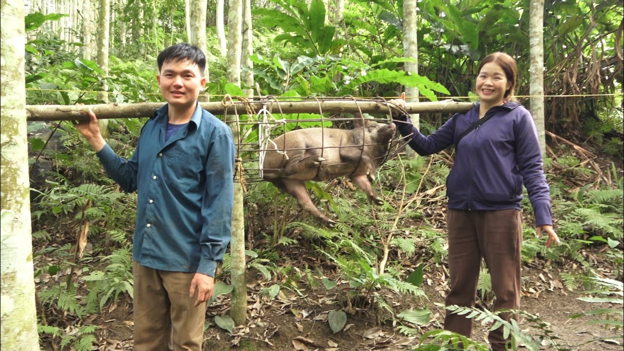 Selling a wild boar with high price. Robert | Green forest life - YouTube