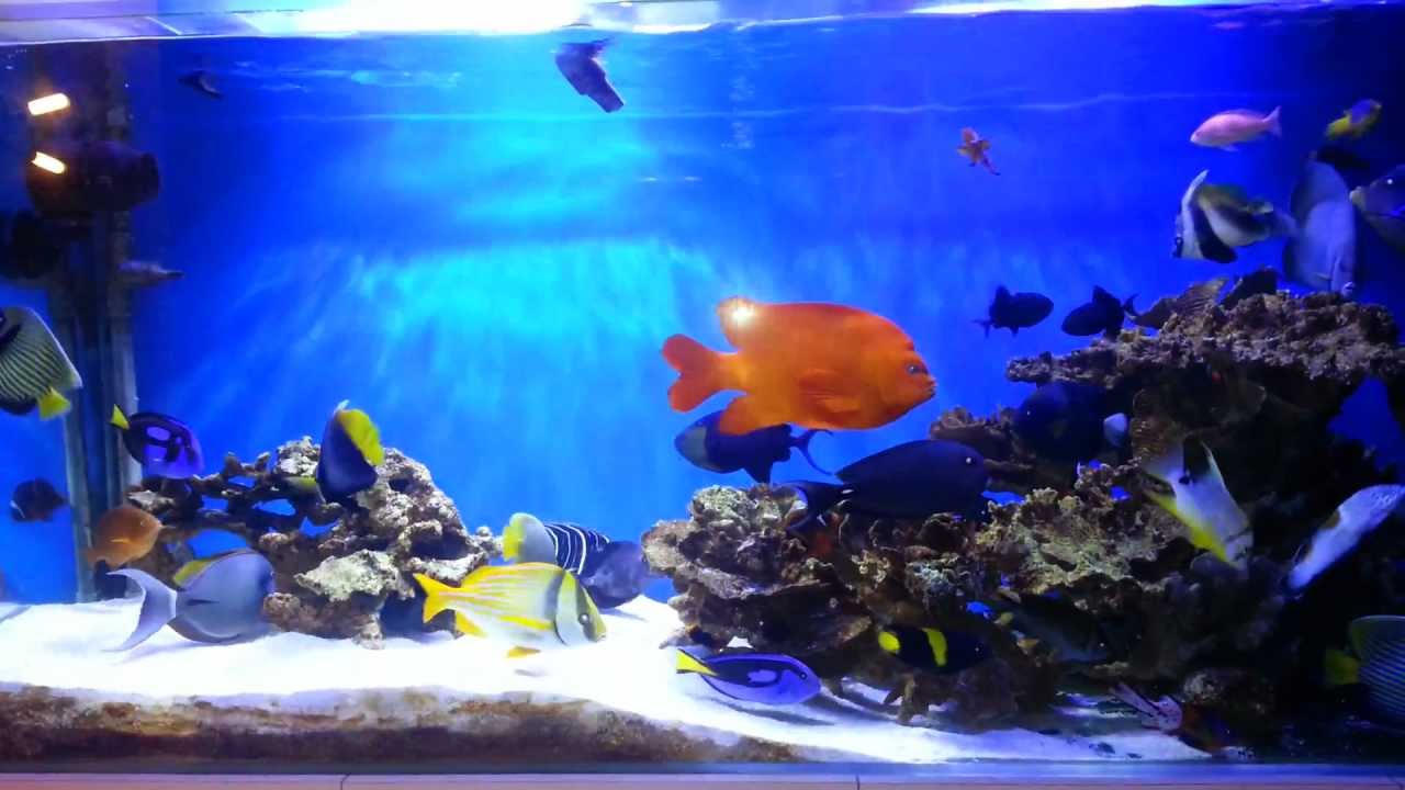 Ocean tank 1 - YouTube