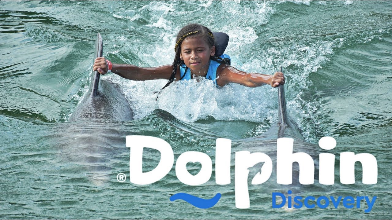 Dolphins Discovery Riviera Maya Mexico Dream Puerto Aventuras Resort ...