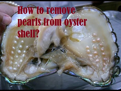 Proseso sa pag tangal ng Perlas sa Talaba (Removing pearls from it ...