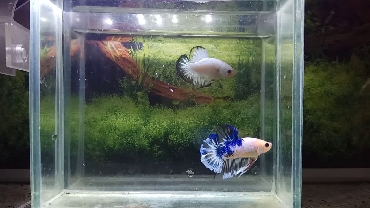 Ikan cupang hmpk fancy - YouTube