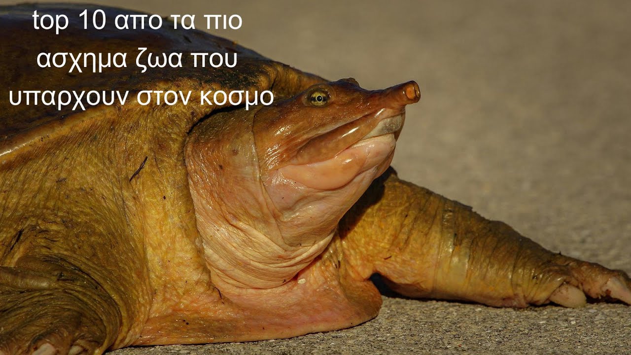 top 10 απο τα πιο ασχημα ζωα που υπαρχουν στον κοσμο. - YouTube