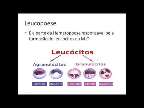 Aula Leucopoese e Trombocitopoese - YouTube