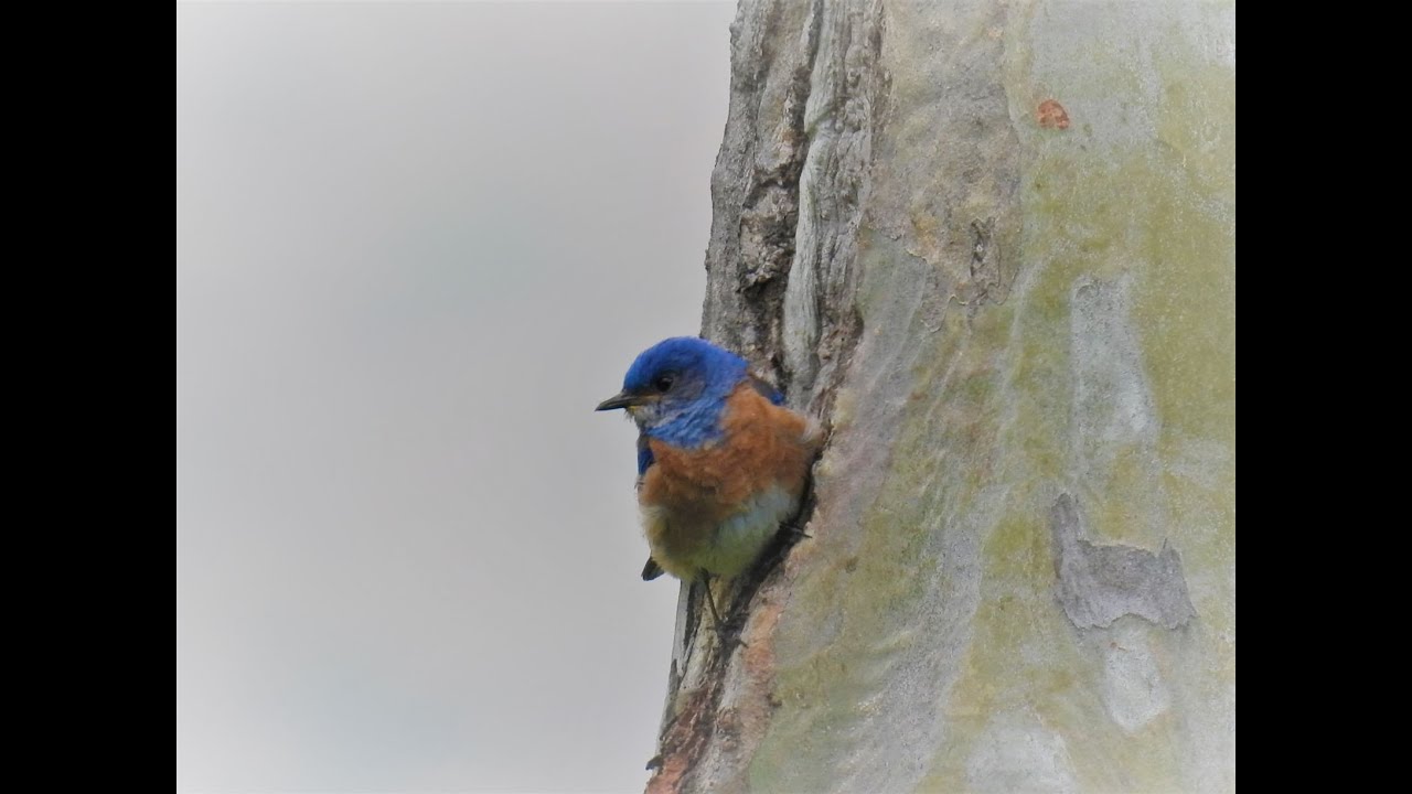 Birding at Lake Poway on 7/17/20 - YouTube