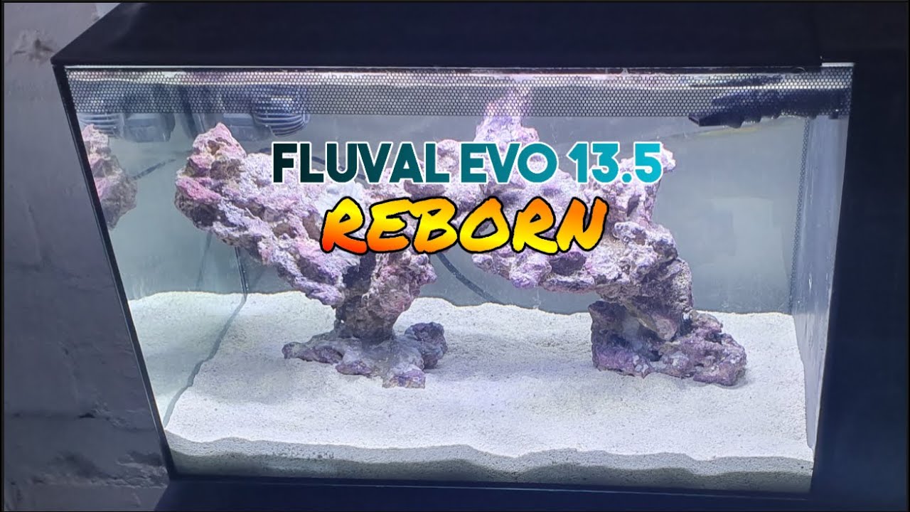 Fluval Evo 13.5 Reborn - The Set Up! - YouTube