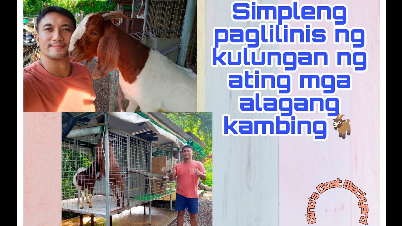 Simpleng paglilinis ng kulungan ng ating mga alagang kambing 🐐 - YouTube