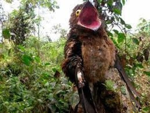 papapapapa papu papu papapa pa pu pa pararararara - YouTube