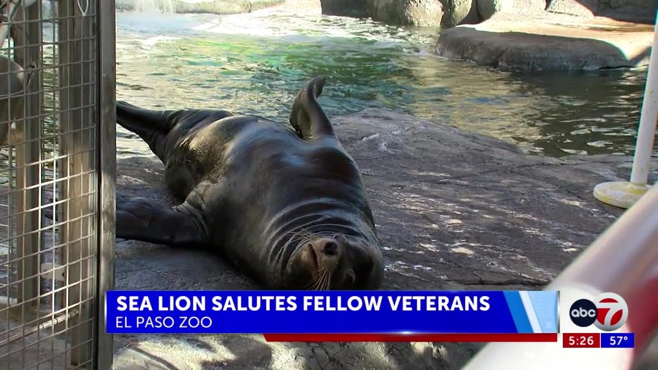 Sea Lion salute: U.S. Military Veteran animal honored at El Paso Zoo ...