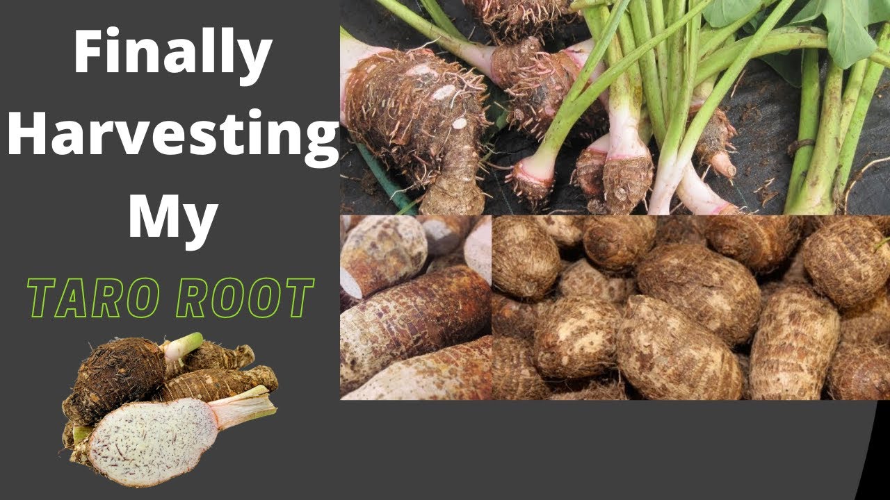 Harvesting Taro Root In The Bahamas | How To Harvest Taro Root ...