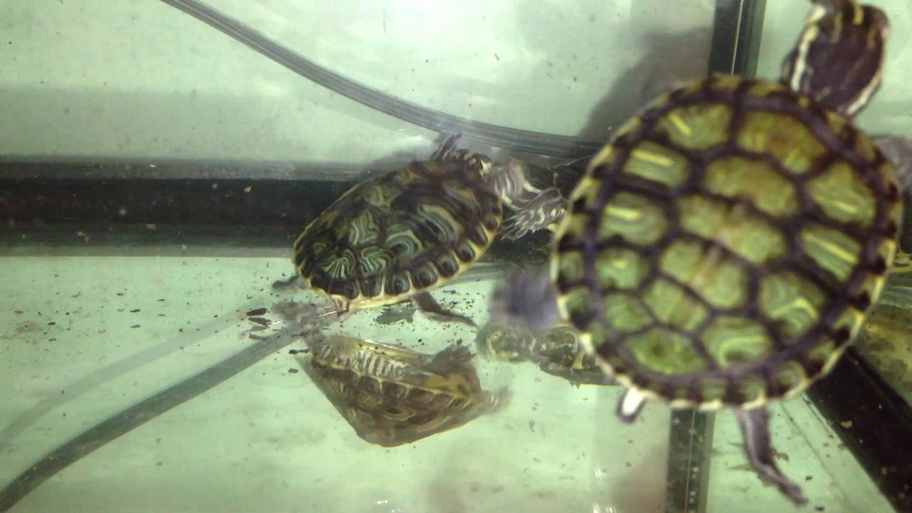 Baby Turtles Mating Dance - YouTube
