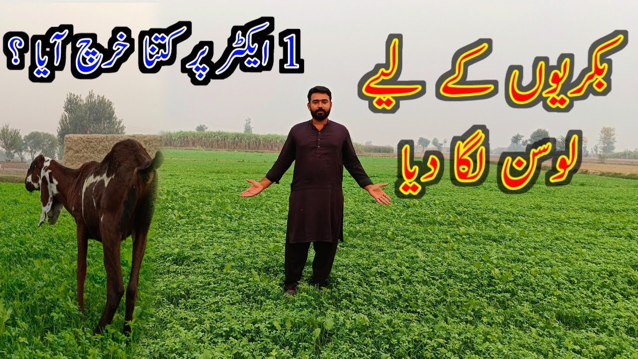 How To Cultivte Alfa Alfa For Goats - Super Food For Goats - YouTube