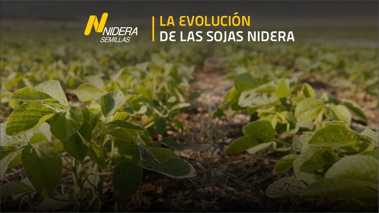 La evolución de las sojas Nidera Webinar - YouTube