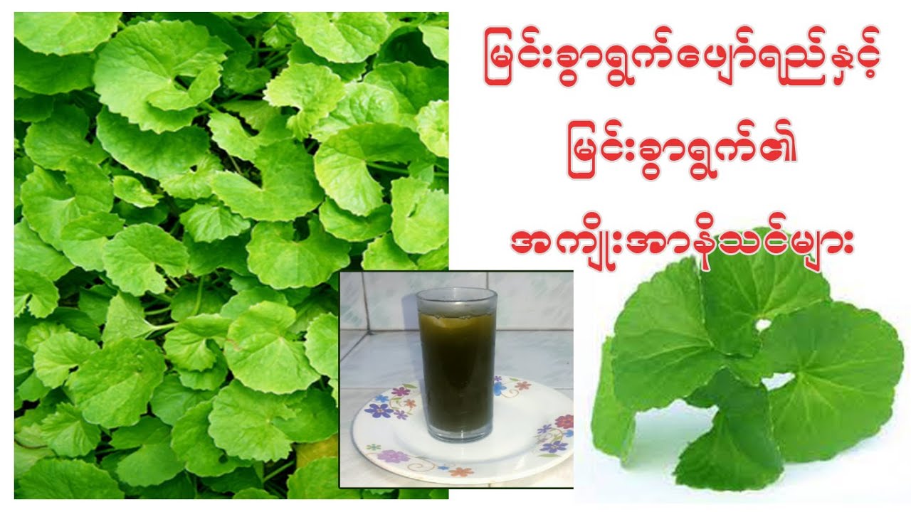 pennywort-leaf-juice