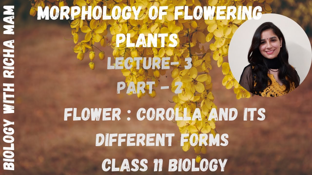 COROLLA || FORMS OF COROLLA || CRUCIFORM | ROSACEOUS | PAPILLONACEOUS ...