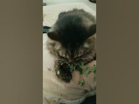 Tiger going crazy over Catnip pt. 2 8/20/22 - YouTube